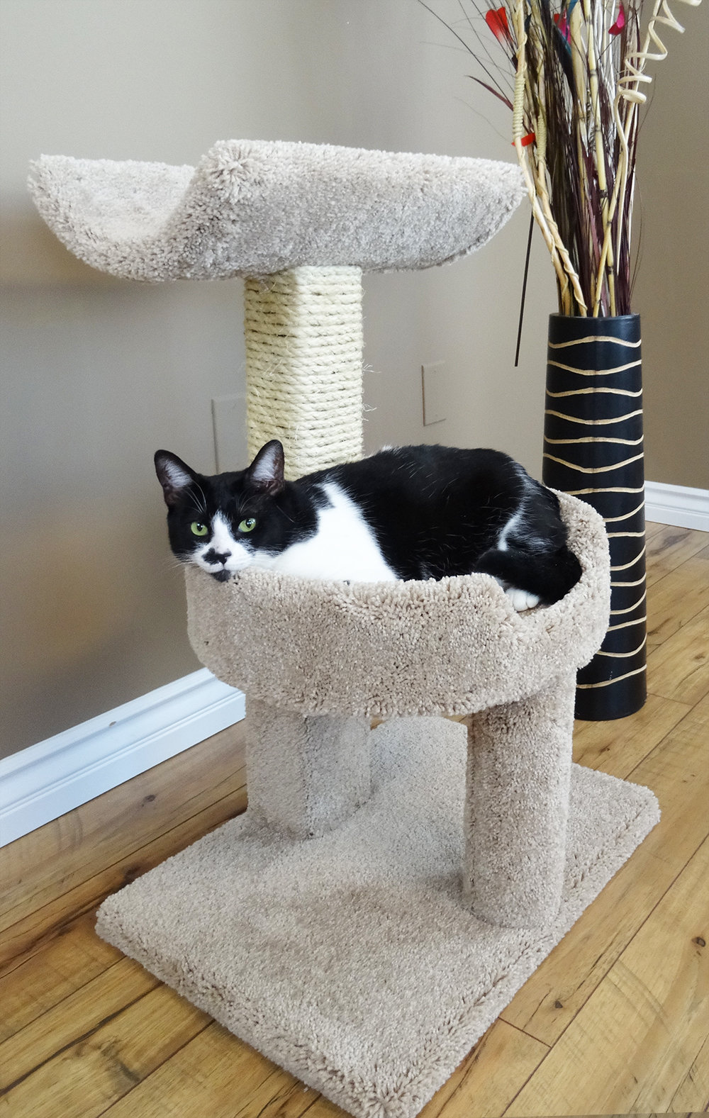 New Cat Condos 31" Window Cat Perch & Reviews | Wayfair