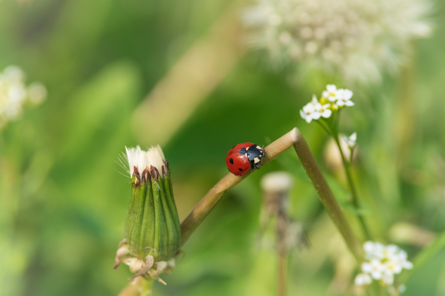 Hokku Designs Close up of Ladybug - Wrapped Canvas Photograph | Wayfair