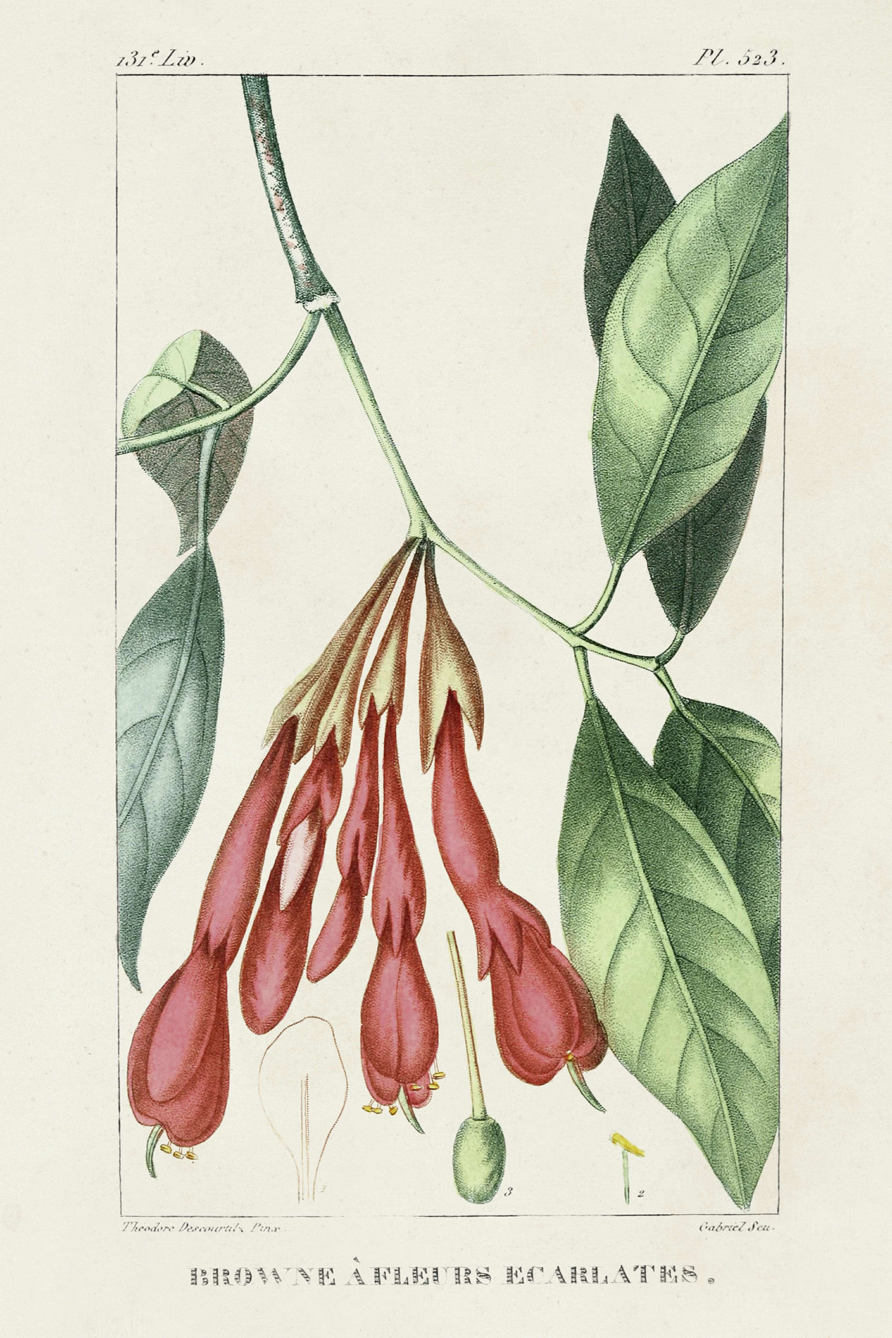 Wildon Home® Turpin Tropical Botanicals I by Turpin - Wrapped Canvas ...