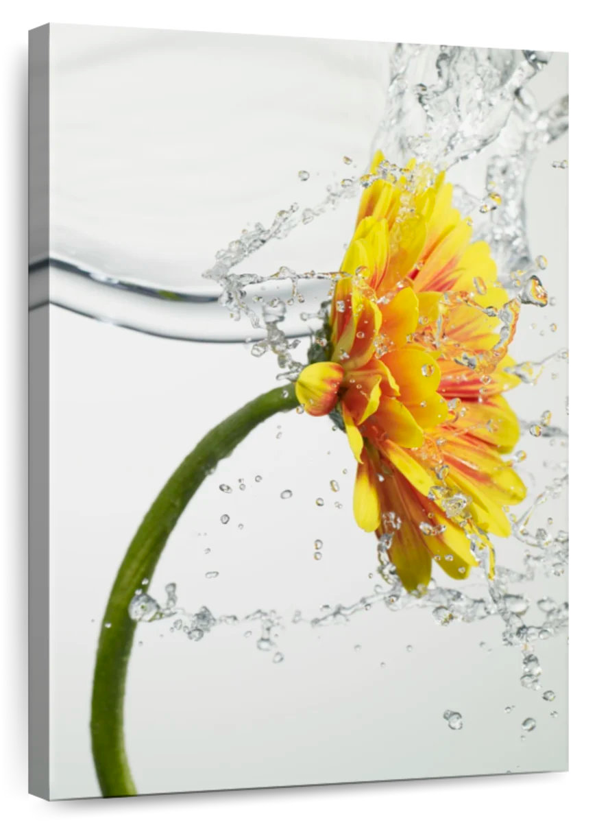 Lark Manor™ Harnek Daisy Water Splash | Wayfair