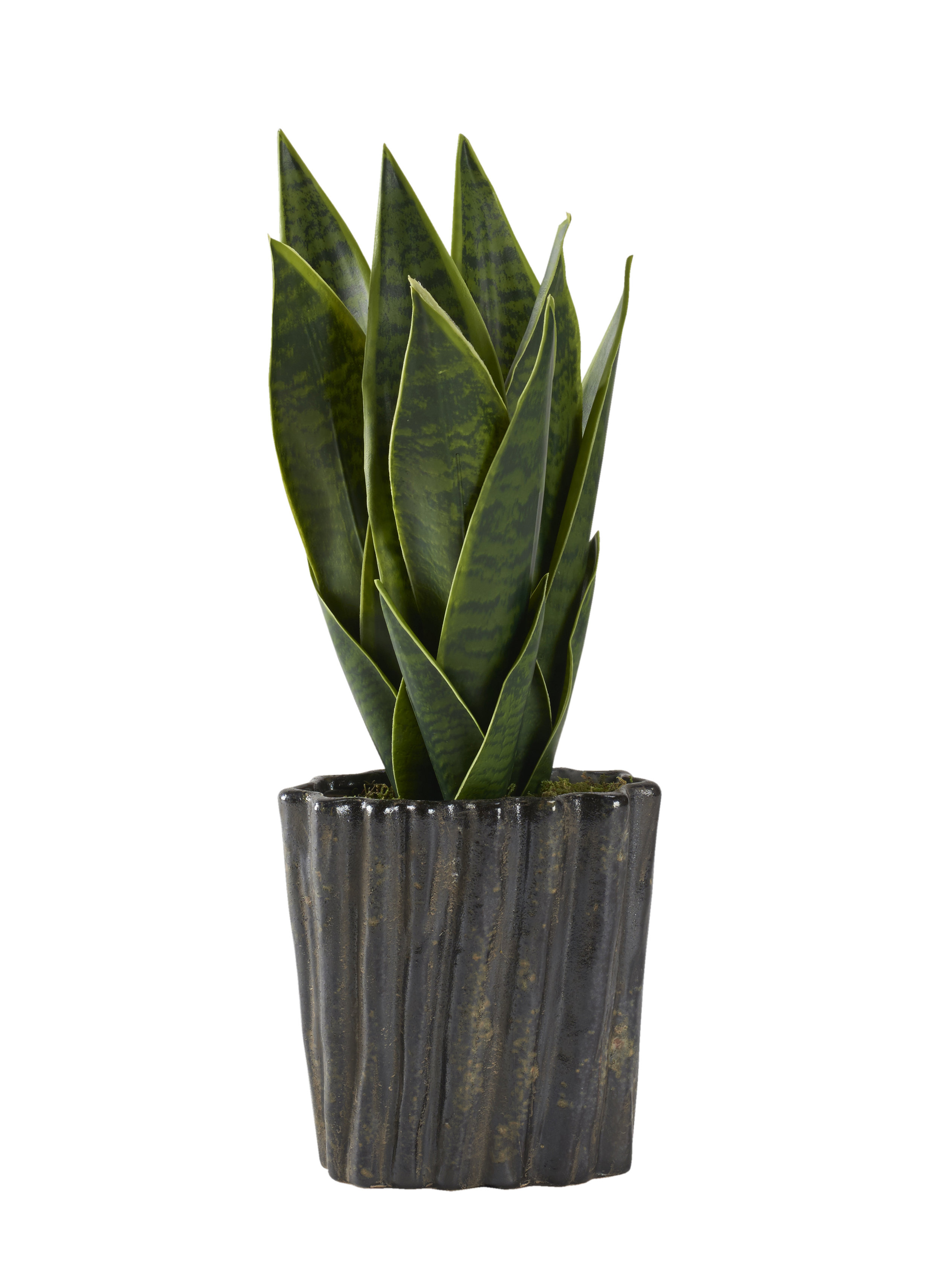 Primrue Mother-In-Law's Tongue In Oval Ceramic Planter - Wayfair Canada