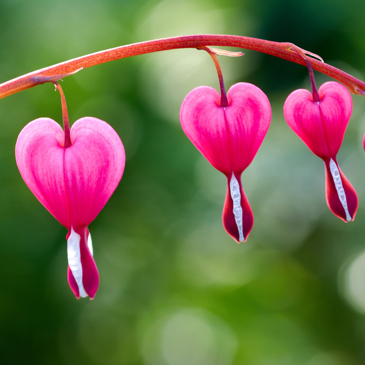 Touch of ECO Pink or White Bleeding Hearts Flower - 4 Bare Roots ...