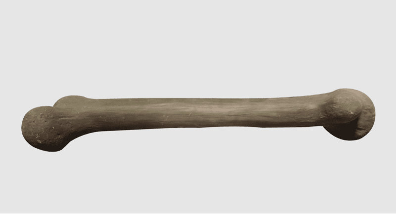 Loon Peak® Jaleen Large Dinosaur Bone Life Size Statue | Wayfair