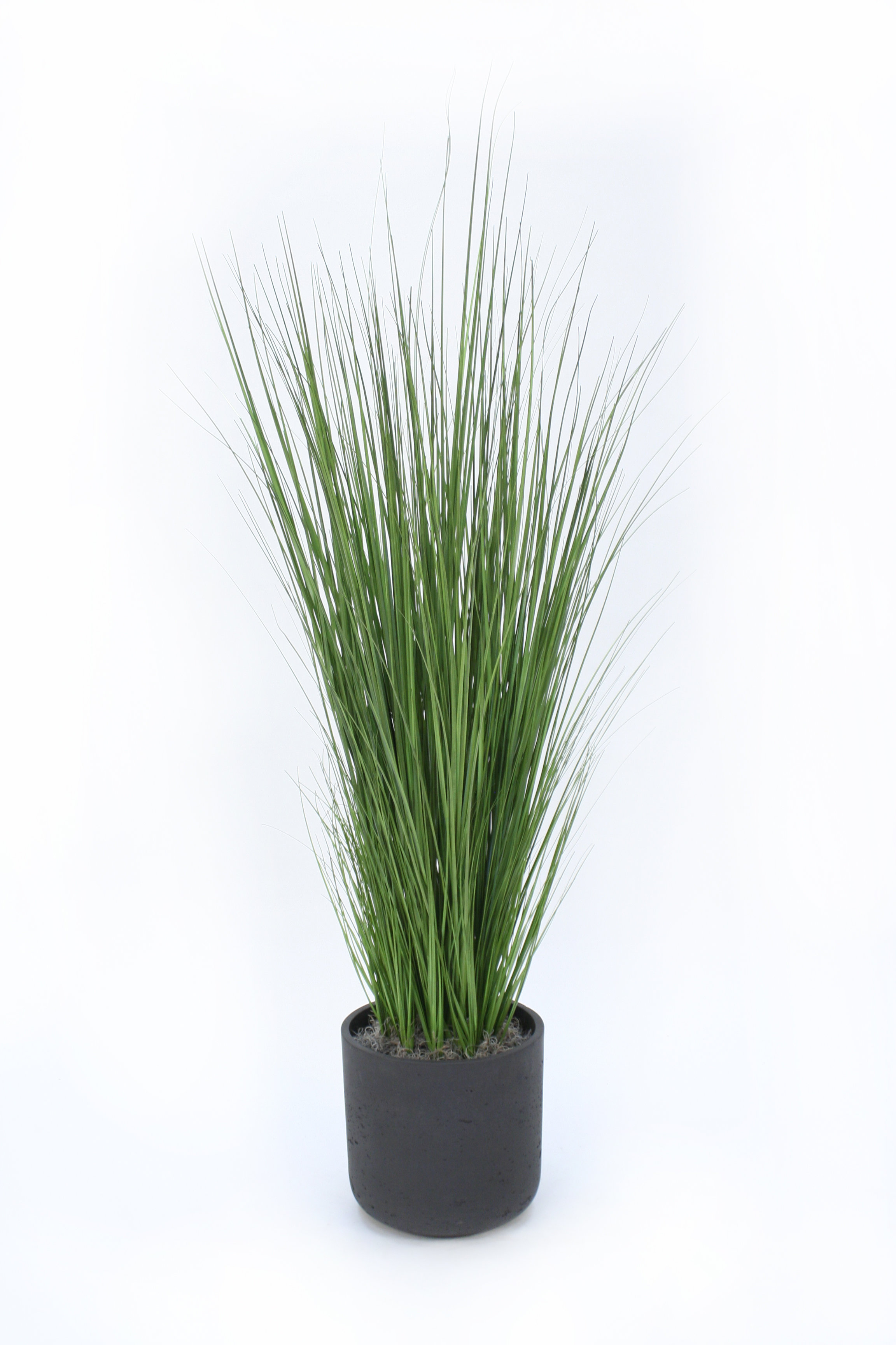 Red Barrel Studio® Onion Grass Grass in Pot | Wayfair