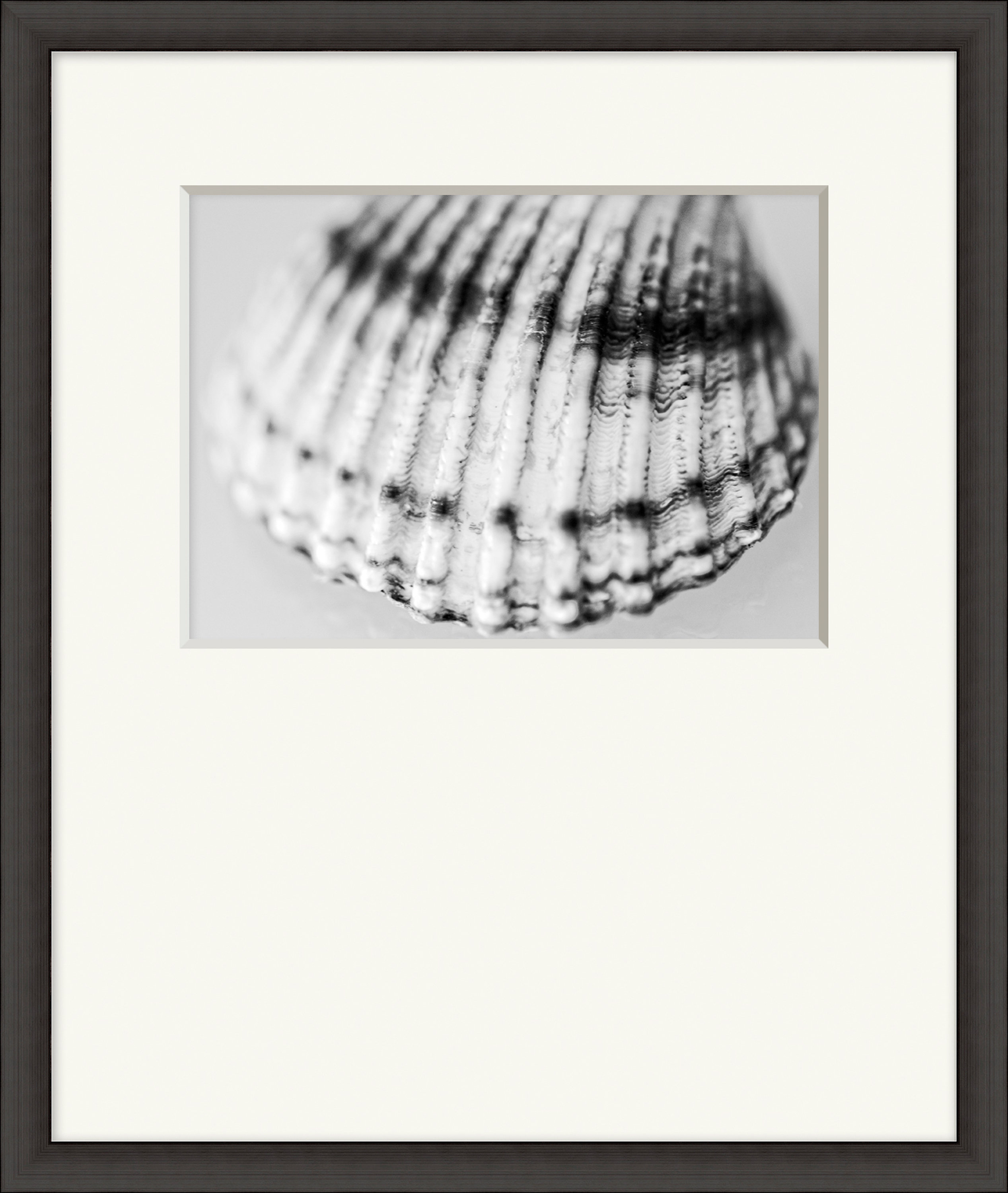 Wendover Art Group Shell Portrait 6 - Picture Frame Photograph | Perigold