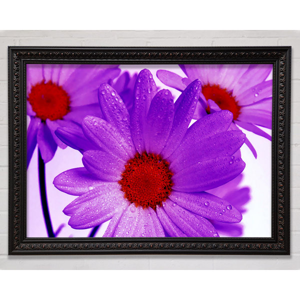 Bright Star Purple Dew Drop Daisys - Single Picture Frame Print ...