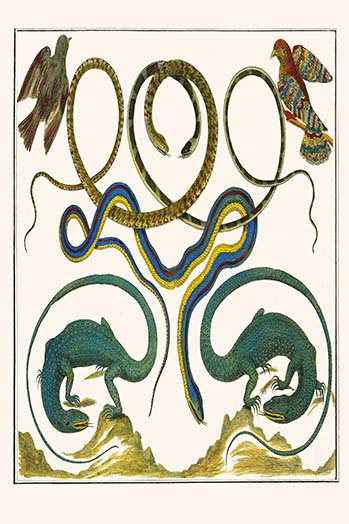 Buyenlarge Serpents Lizards and Birds by Albertus Seba - Graphic Art ...