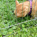 Archie & Oscar™ Lindquist Galvanized Cage with Cover for Dog, Rabbit ...