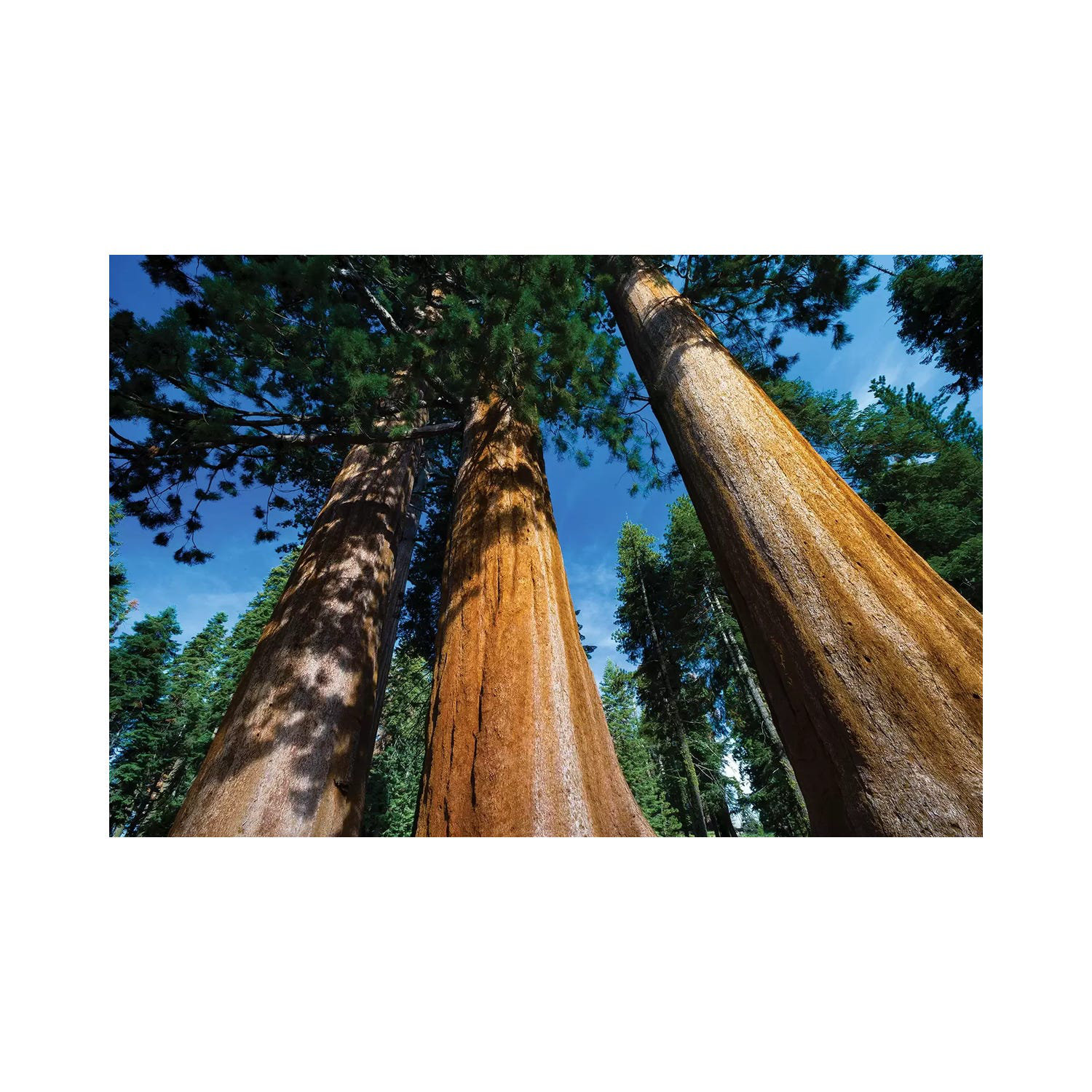 Alpen Home Giant Sequoia Trees In A Forest, Sequoia National Park ...
