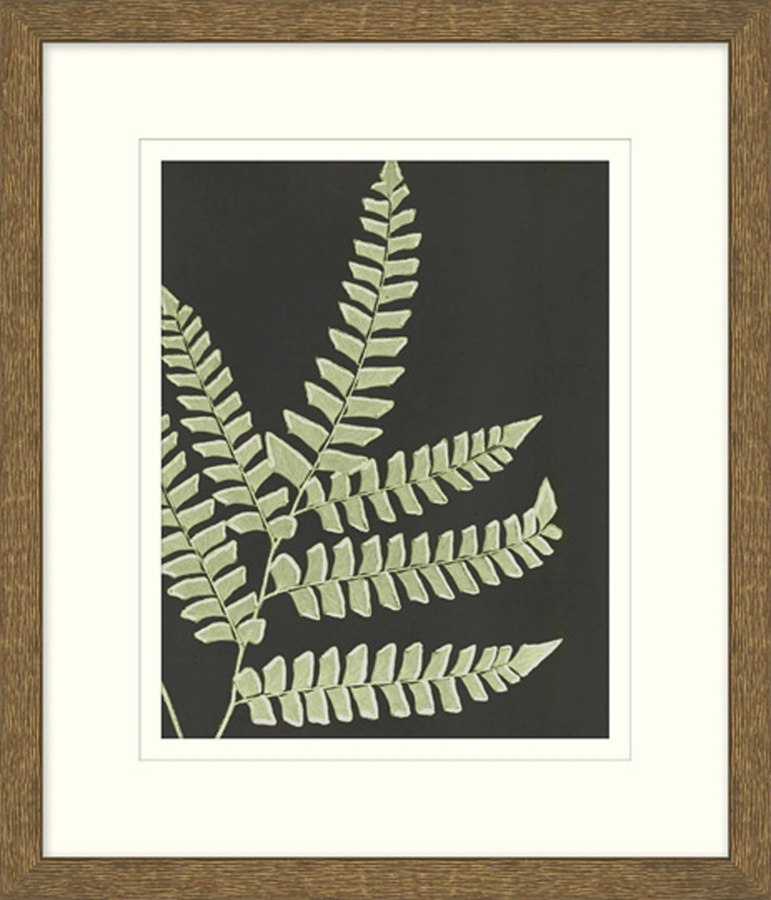 Wendover Art Group Graphic Lewis Ferns 6 by No Artist - Picture Frame ...
