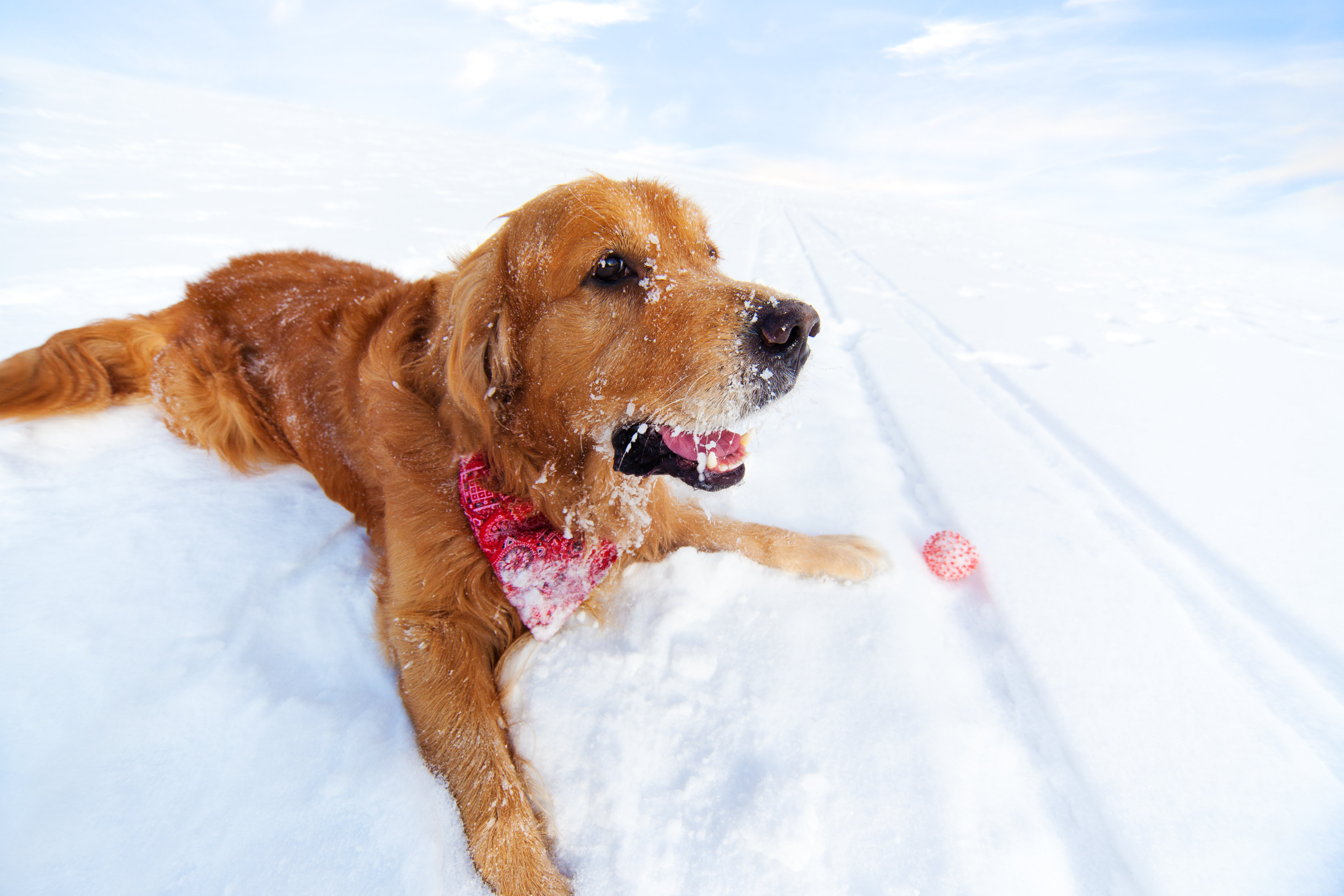 Latitude Run® Labrador On Snow - Wayfair Canada