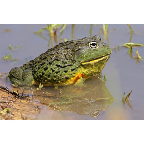 17 Stories African Giant Bullfrog by EcoPic - Wrapped Canvas Photograph ...