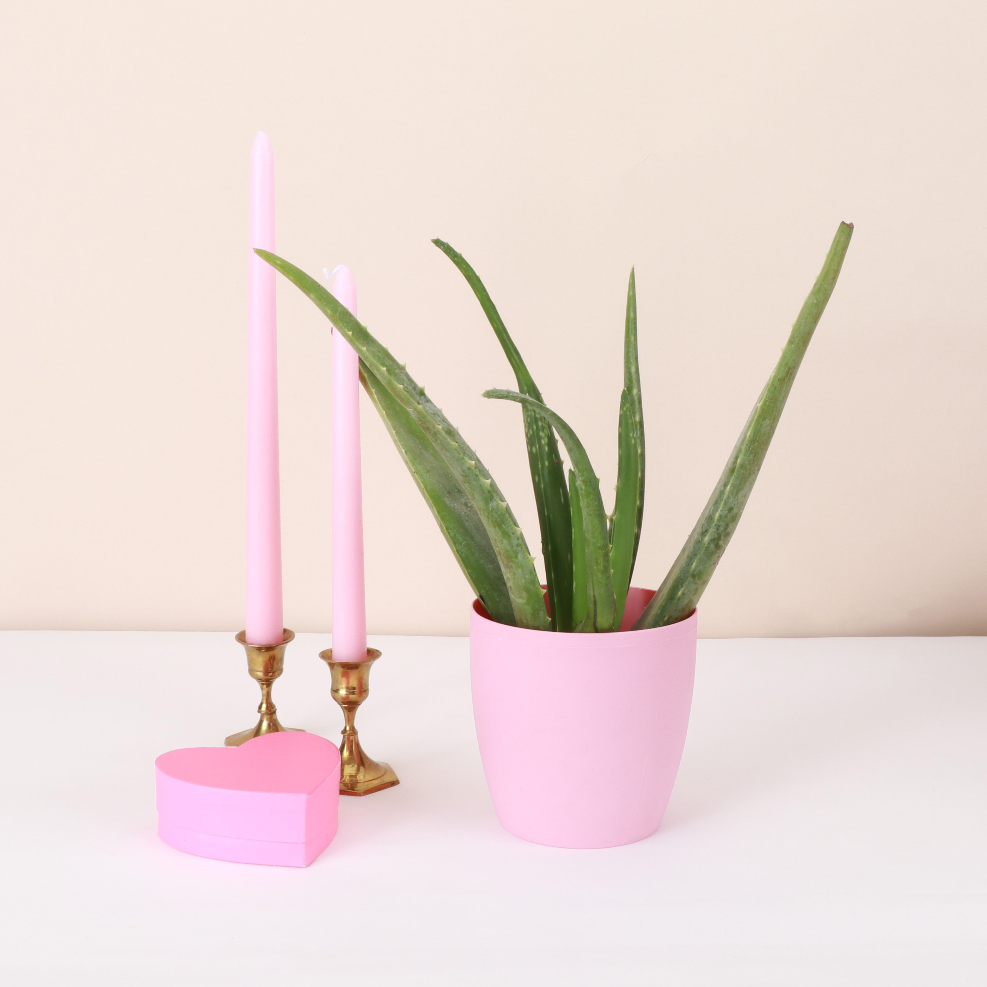 Thorsen's Greenhouse Live Aloe Vera Plant in Classic Pot | Perigold