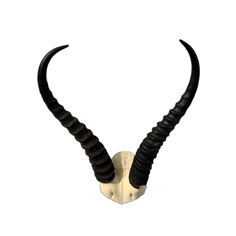 Union Rustic Lelea Real Springbok V-shape Skull | Wayfair