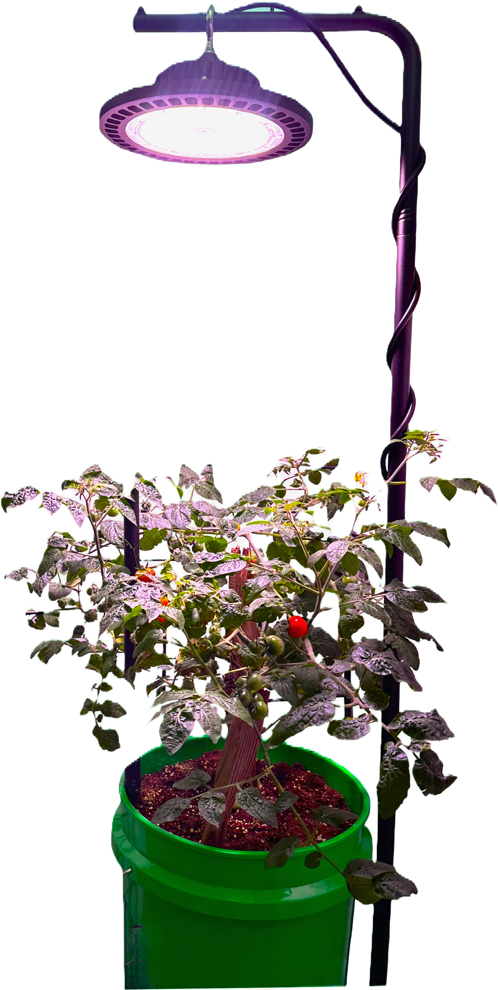 Miracle LED Elegant 100W LED Grow Light Pink Spectrum | Wayfair