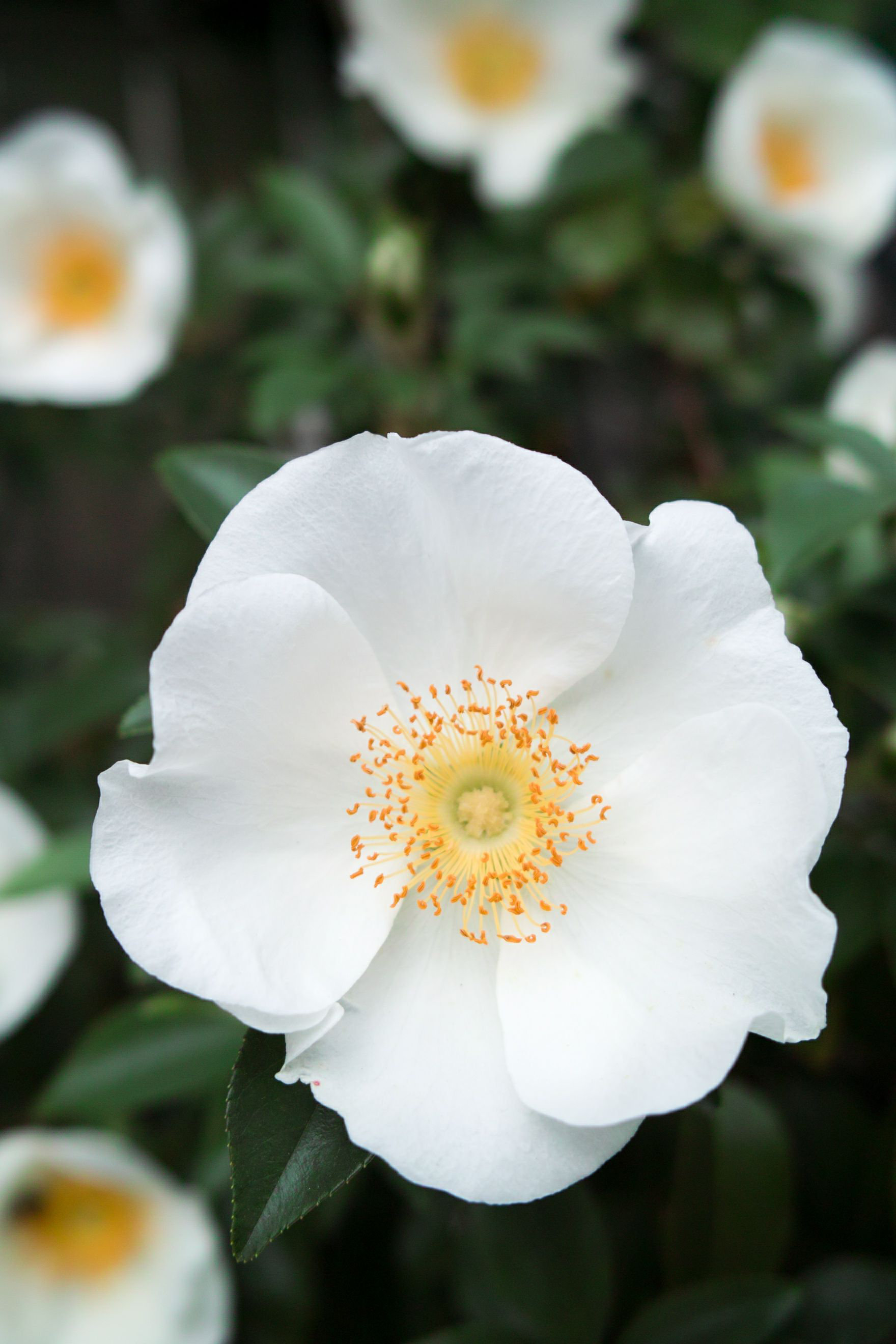 Ebern Designs Emmalene Cherokee Rose - Wrapped Canvas Photograph | Wayfair