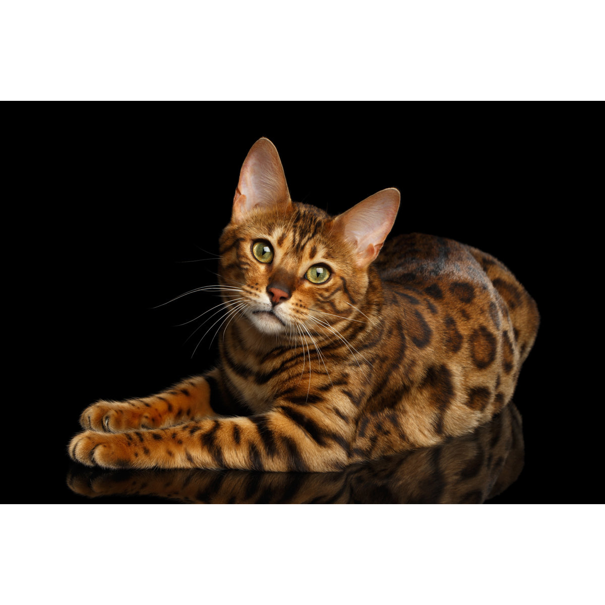 Ebern Designs Malcomb Bengal Cat On Canvas by Seregraff Photograph ...