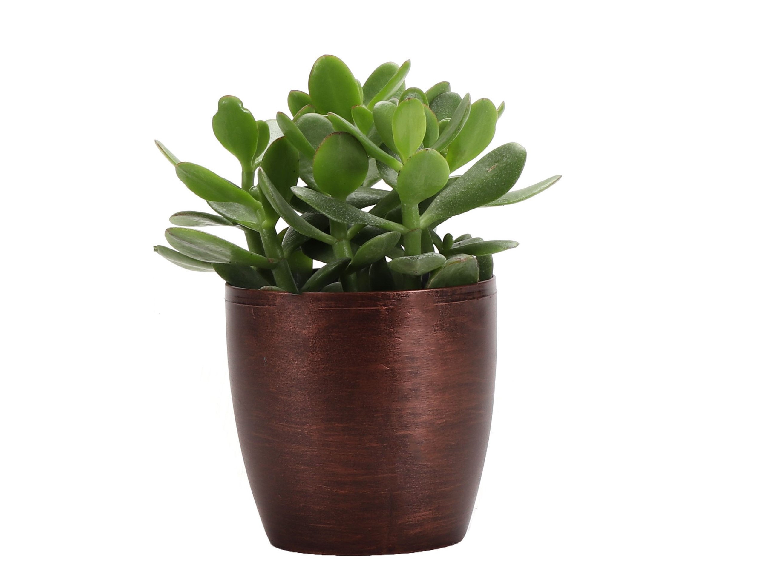 Thorsen's Greenhouse Live Jade Plant in Classic Pot & Reviews | Perigold