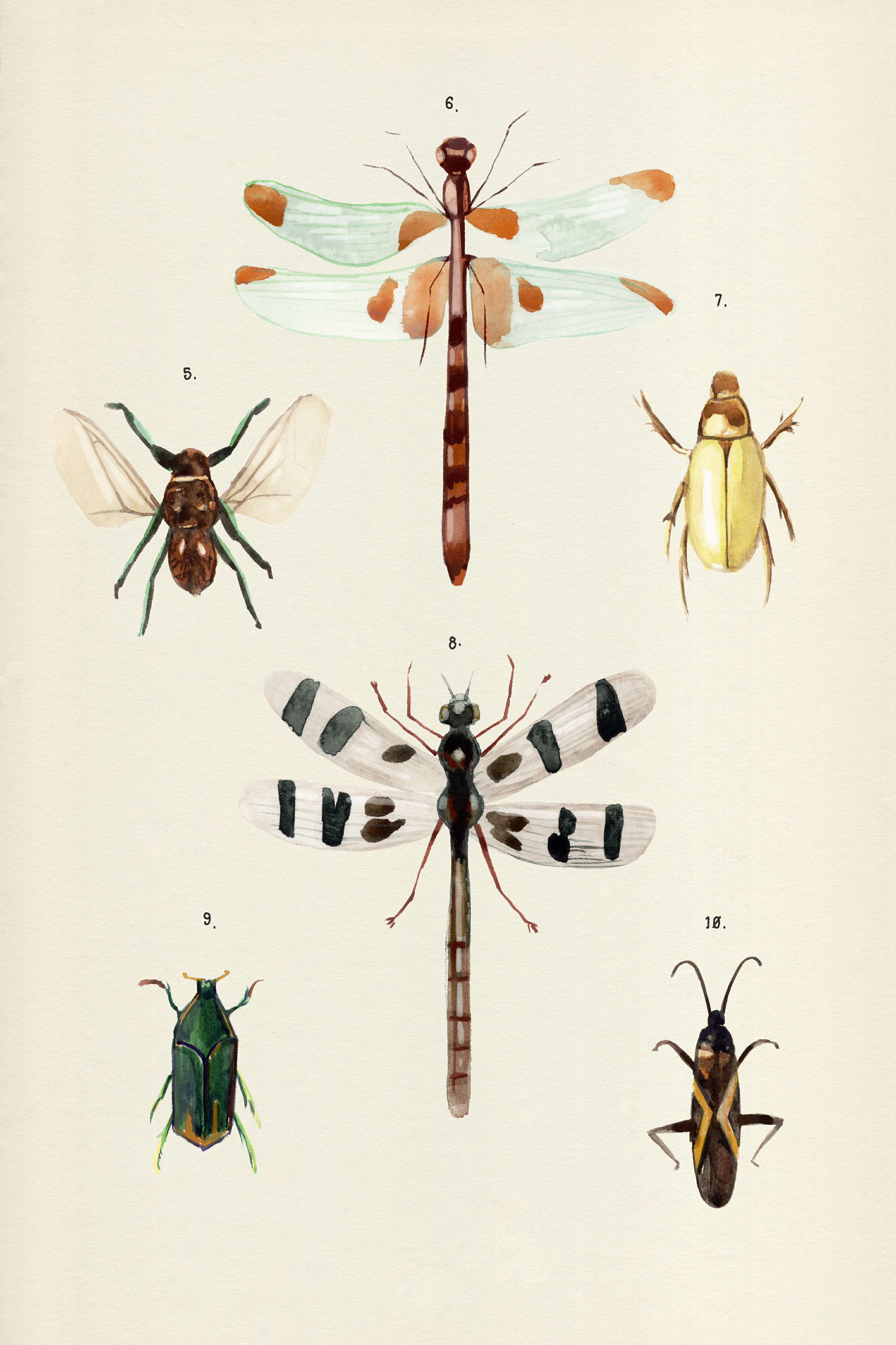 Rosalind Wheeler Insect Varieties II - Wayfair Canada