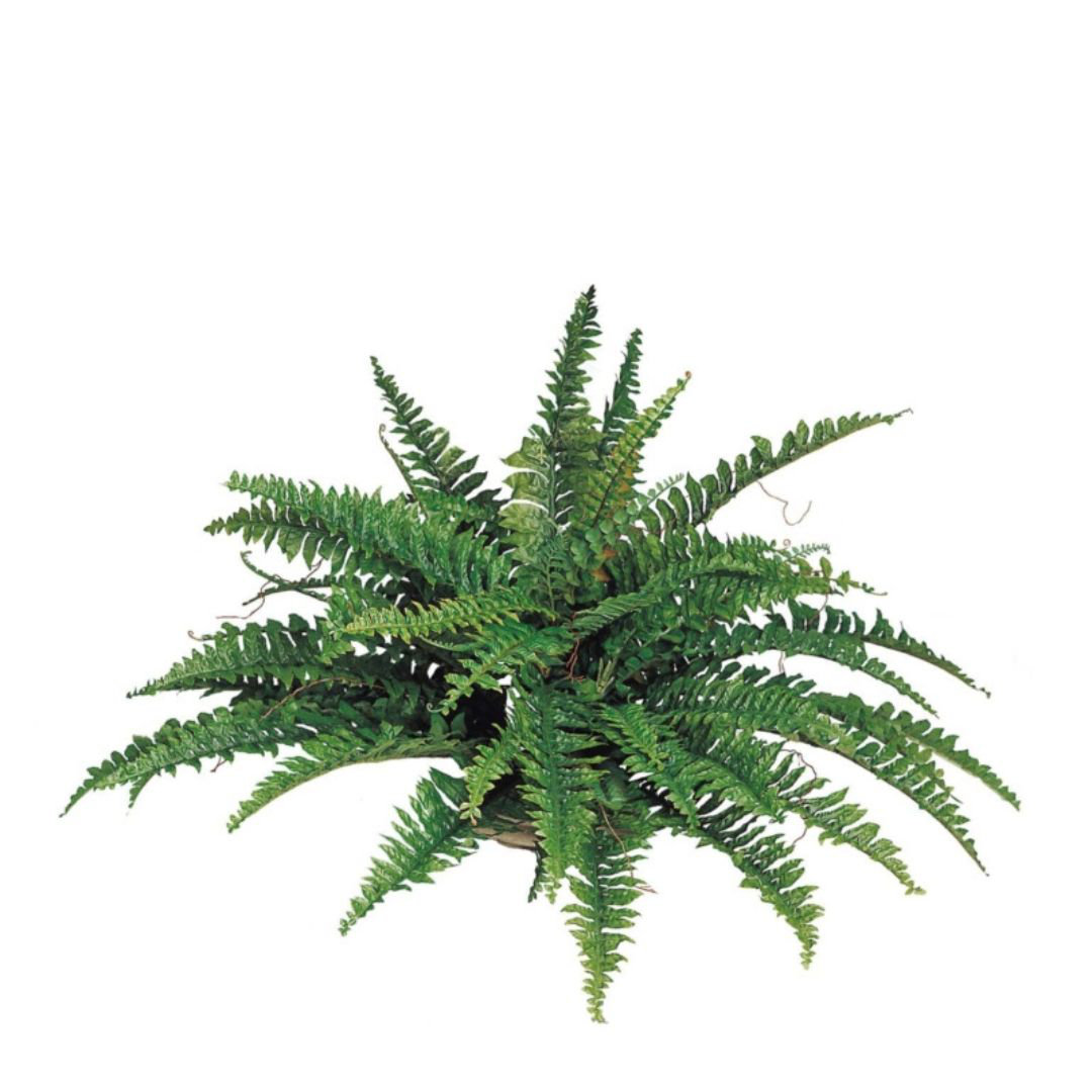 Primrue Robles 6 - Piece Fern Set - Wayfair Canada
