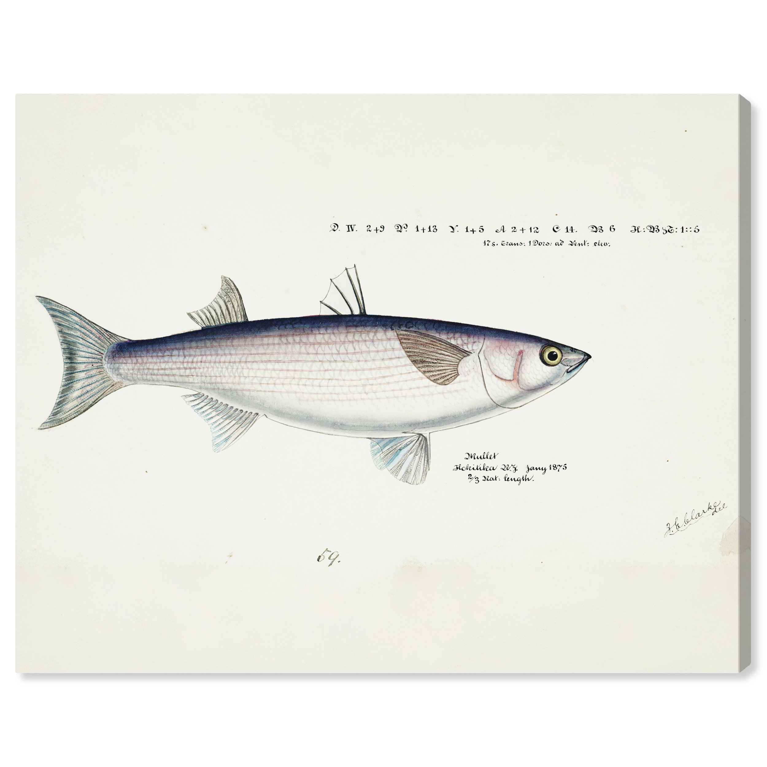 Oliver Gal Animals 'Flathead Grey Mullet' Sea Animals By Oliver Gal ...