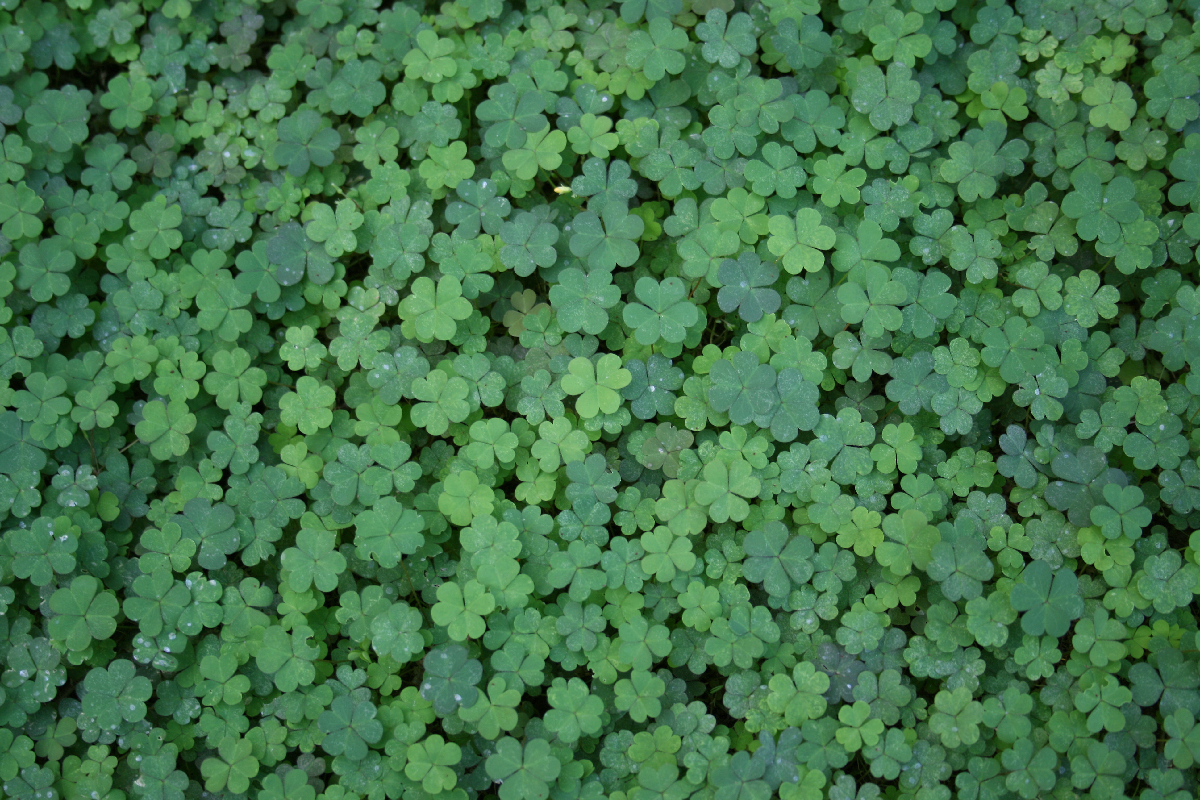 Latitude Run Clover Background by PhotographerOlympus - No Frame Art ...