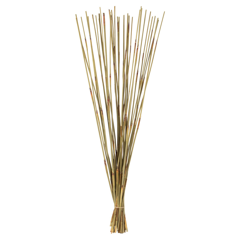 Birch Lane™ 40" Elephant Reed, Dried & Reviews - Wayfair Canada
