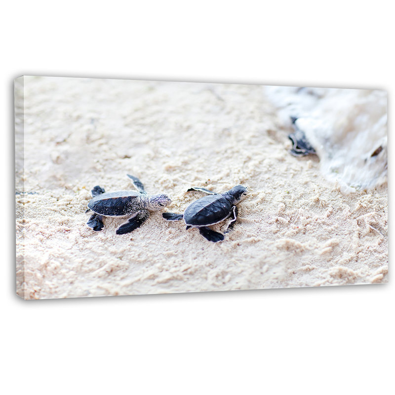 Design Art 'Baby Green Turtles on Sand' Photographic Print on Wrapped ...