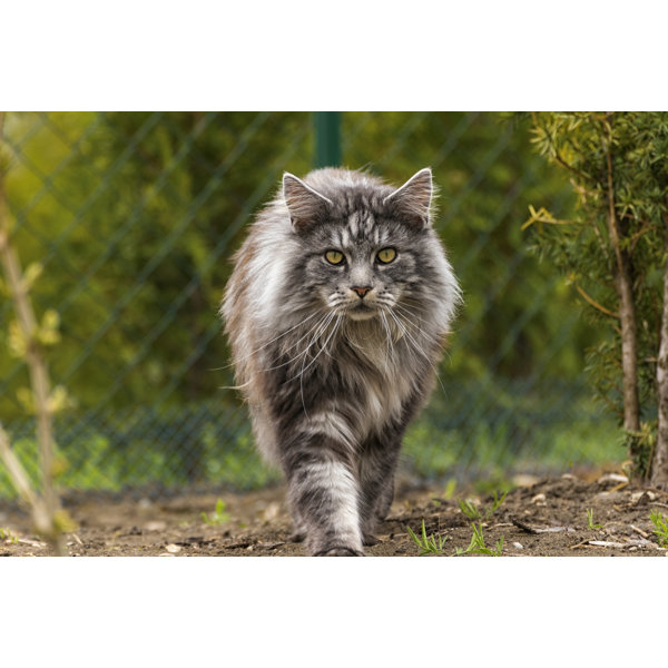 Ebern Designs " Beautiful Coon In Nature In Spring " by Tylinek | Wayfair