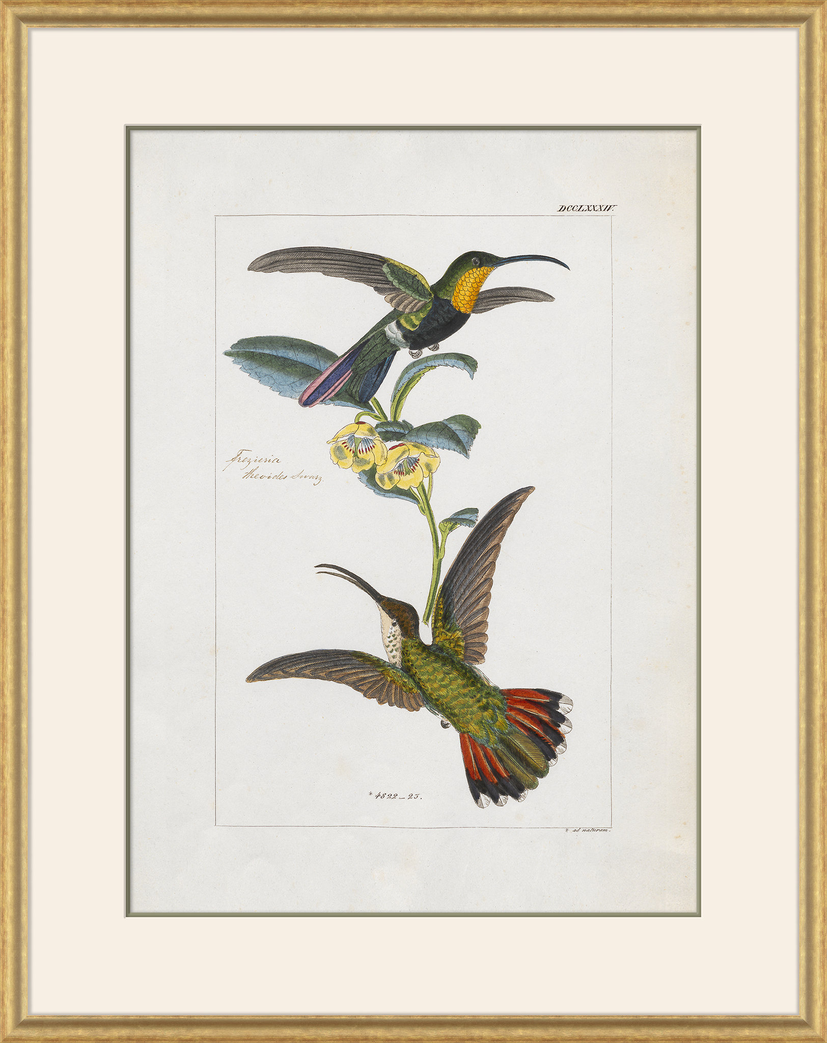 Soicher Marin Hummingbirds | Wayfair