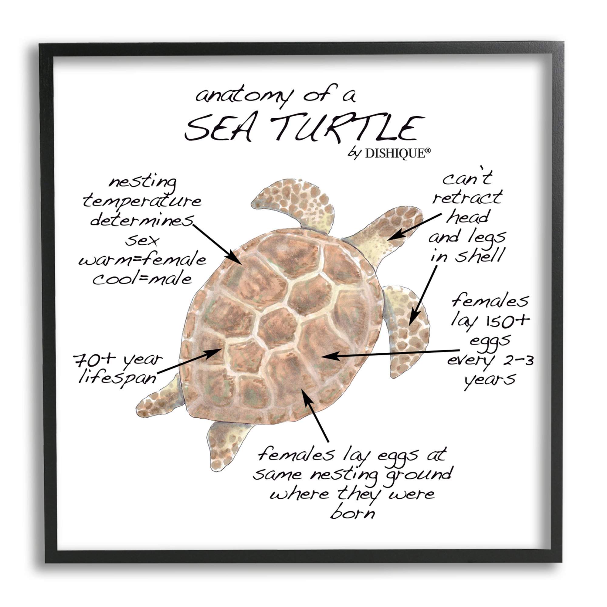 Stupell Industries Sea Turtle Anatomy Marine Life Animal Chart Giclee ...