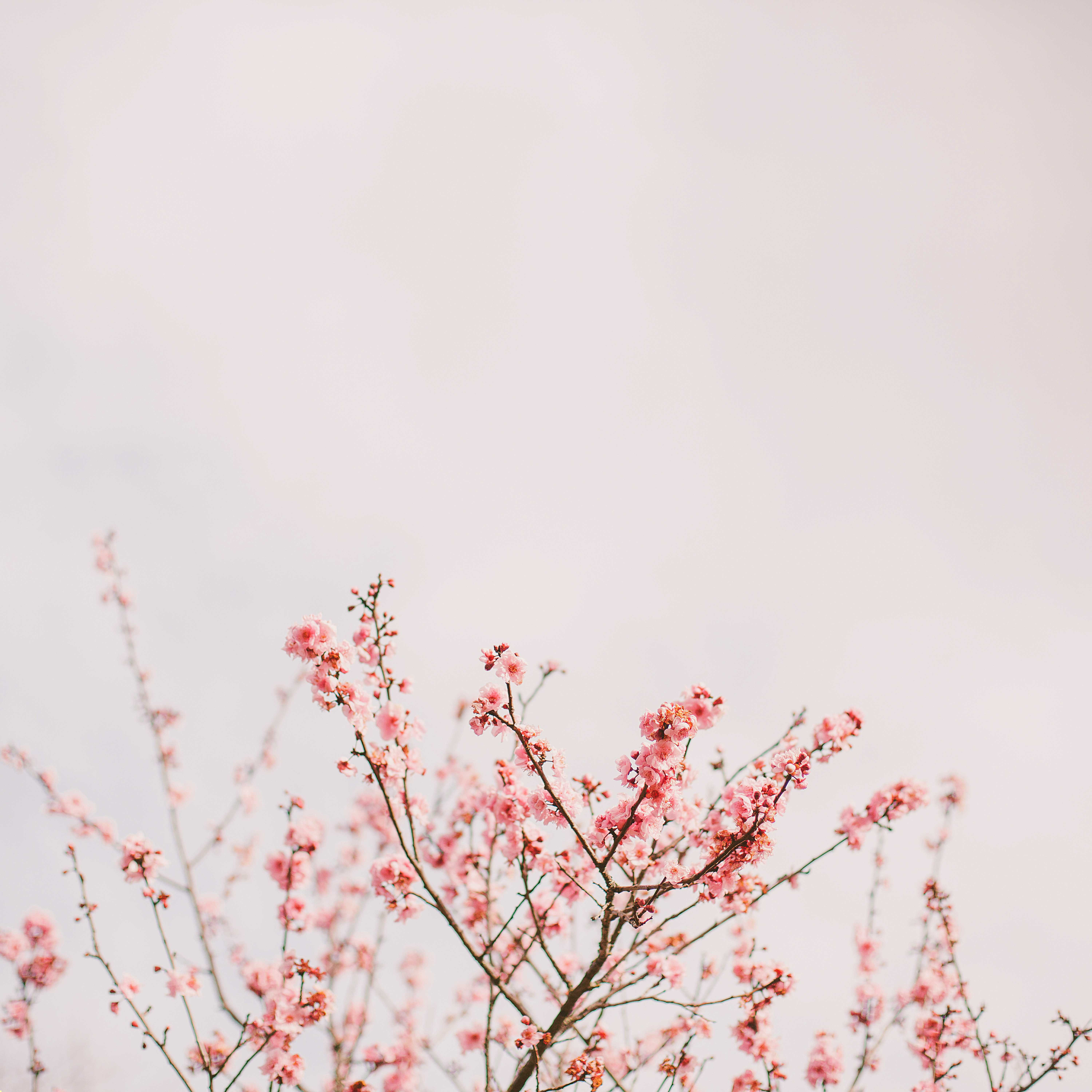 Winston Porter Hello Twiggs Dreamy Spring | Wayfair