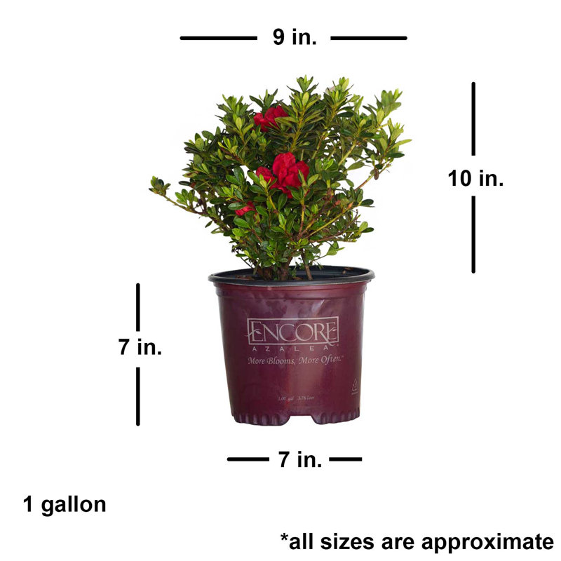 Encore Azalea 1 Gallon Autumn Fire Encore Azalea - Compact Flowering ...