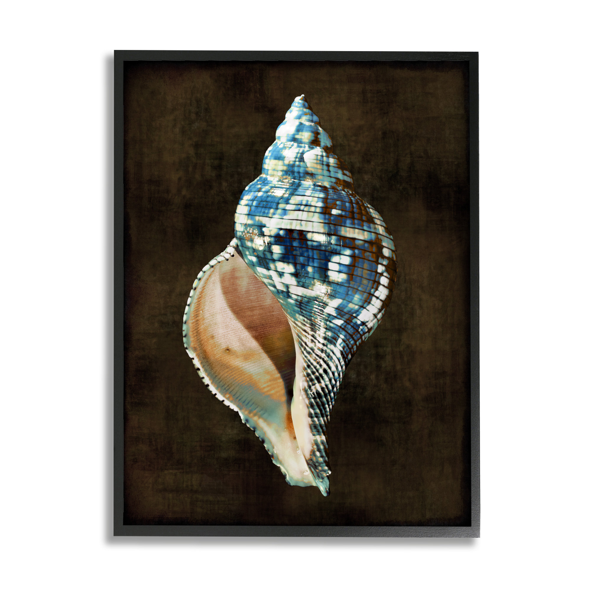 Dovecove Modern Conch Shell Framed Giclee Art Design By Caroline Kelly ...