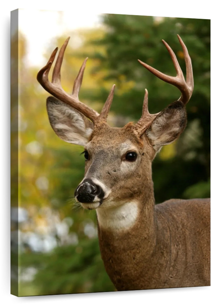 Ebern Designs Whitetail Buck | Wayfair