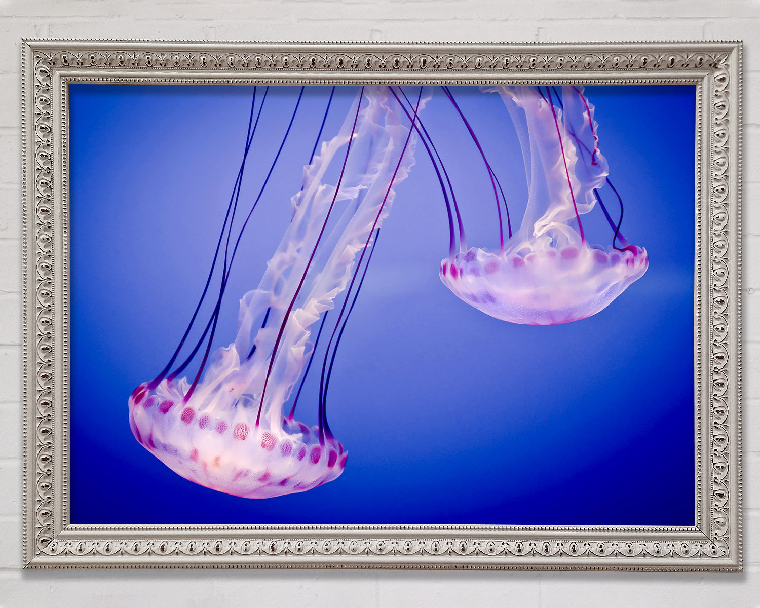 Bright Star Pink Jellyfish - Single Picture Frame Art Prints | Wayfair ...