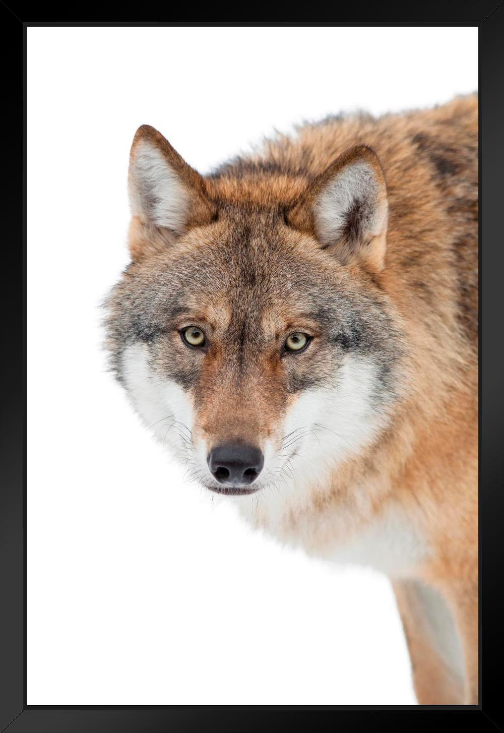 Trinx Grey Wolf Face Portrait Close Up Isolated Wolf Posters For Walls ...