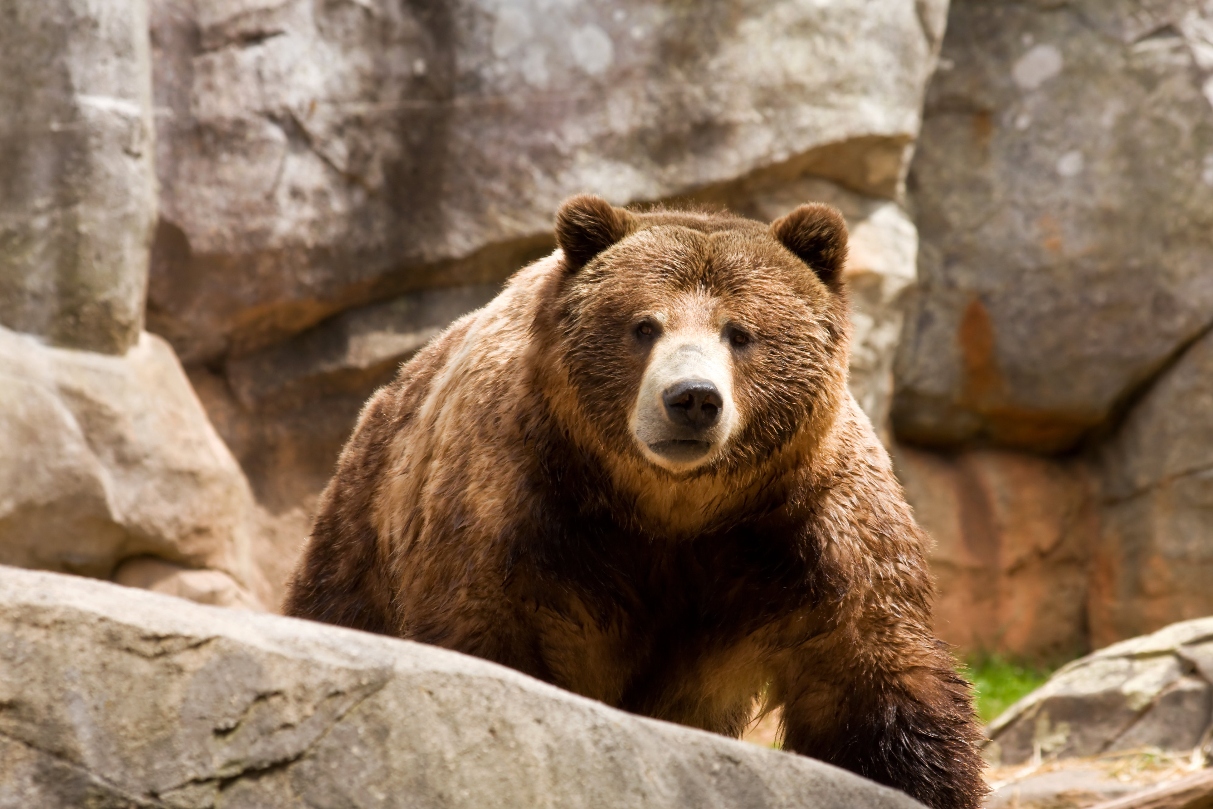 Millwood Pines Bear by - Wrapped Canvas Photograph - Wayfair Canada