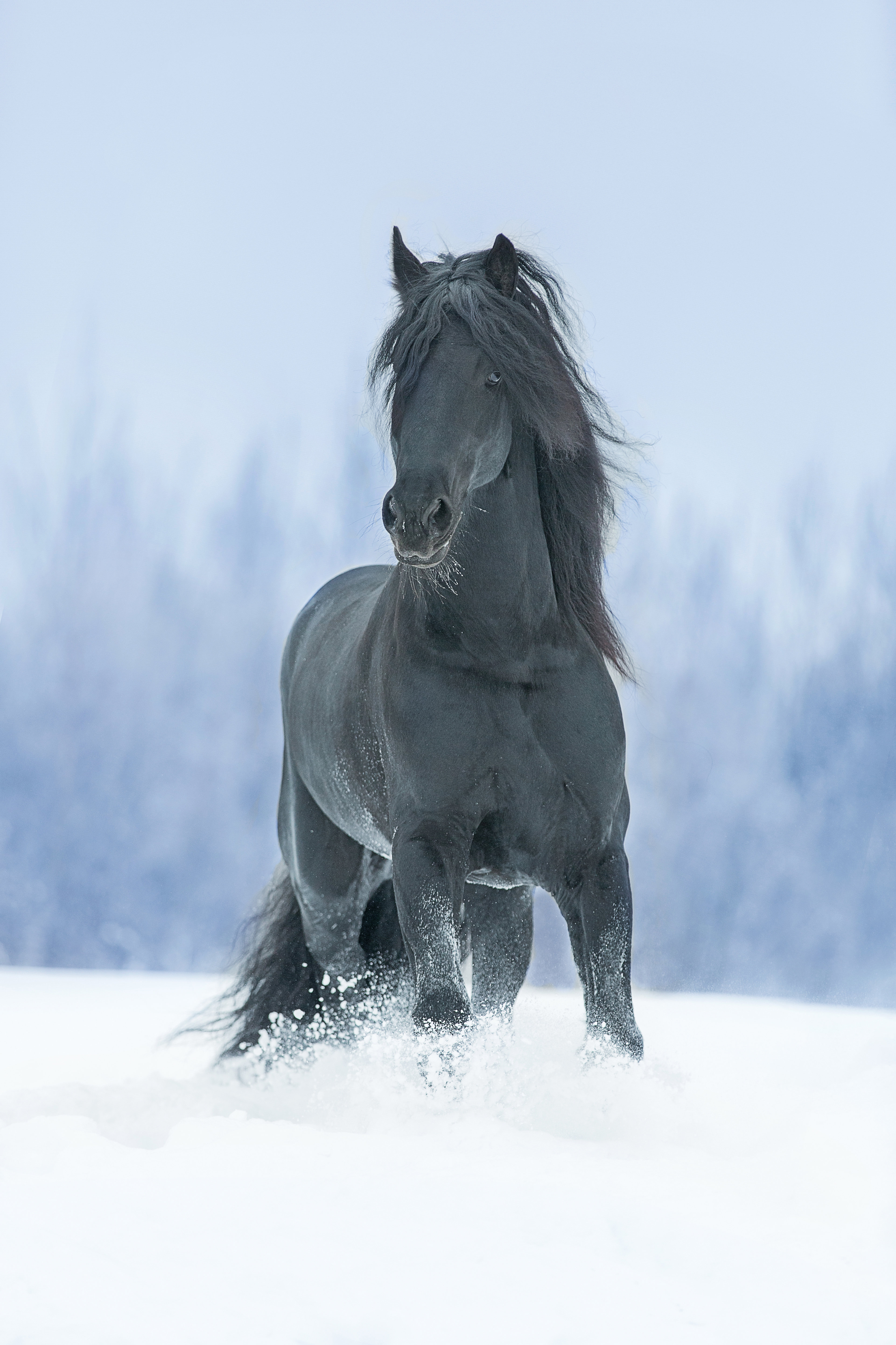 Union Rustic Black Stallion by Asyapozniak - Wrapped Canvas Graphic Art ...