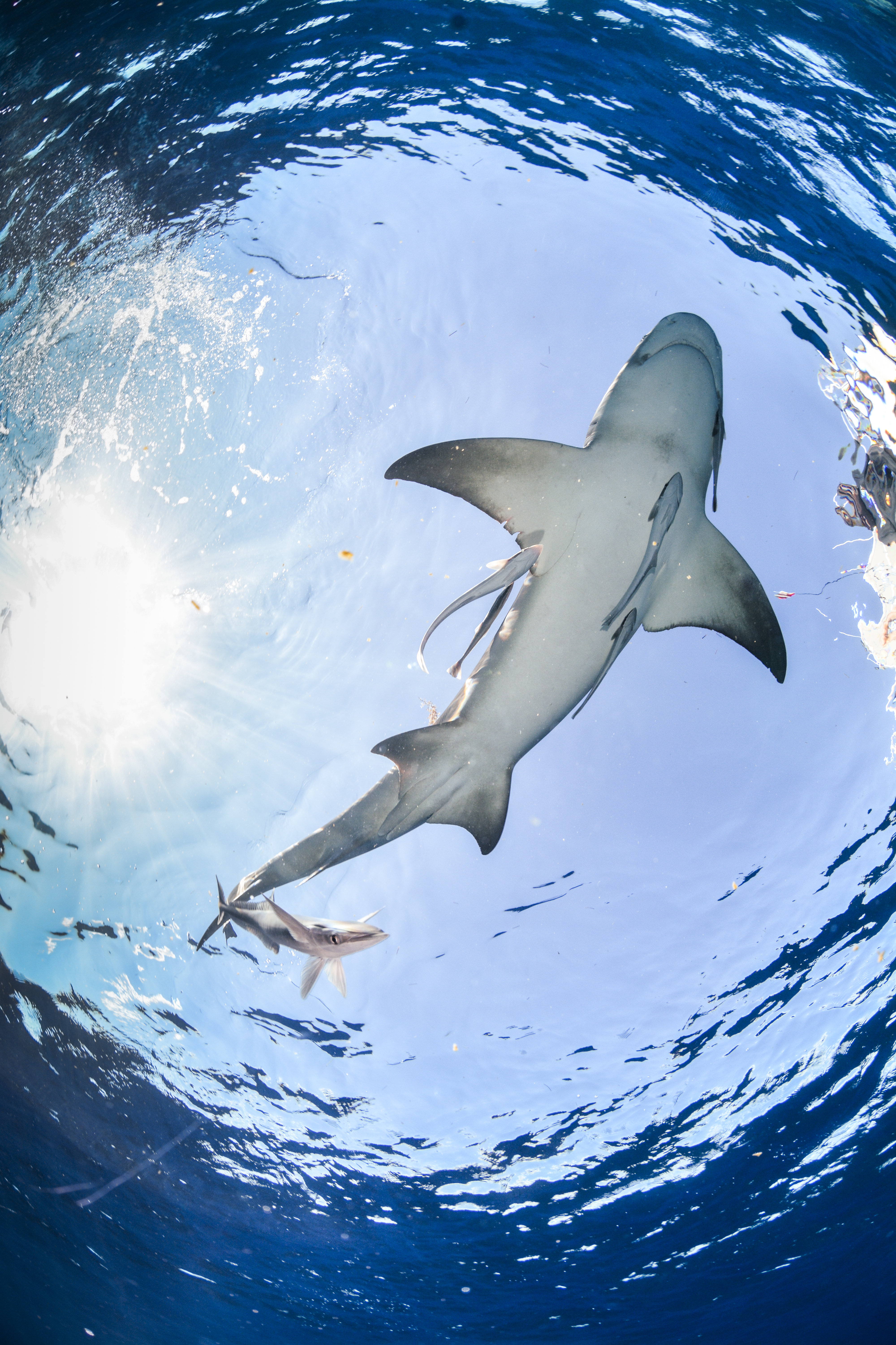 Highland Dunes Shark - Wrapped Canvas Photograph | Wayfair