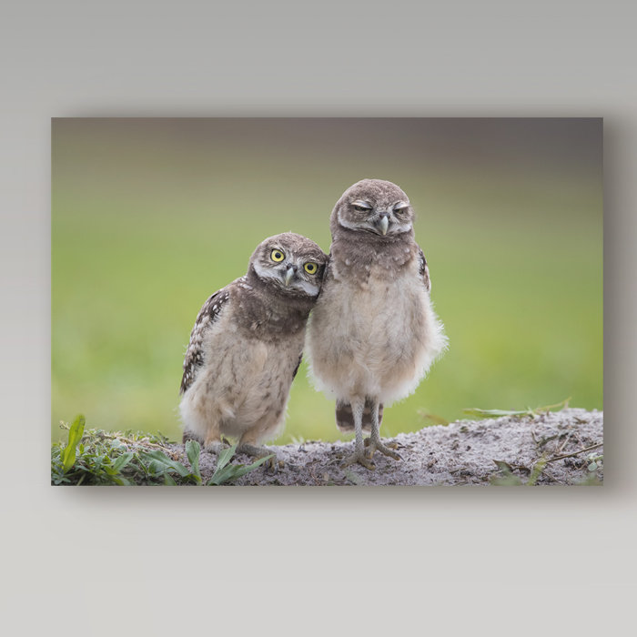 Trademark Art Greg Barsh Friends Owls On Canvas by Greg Barsh Print ...