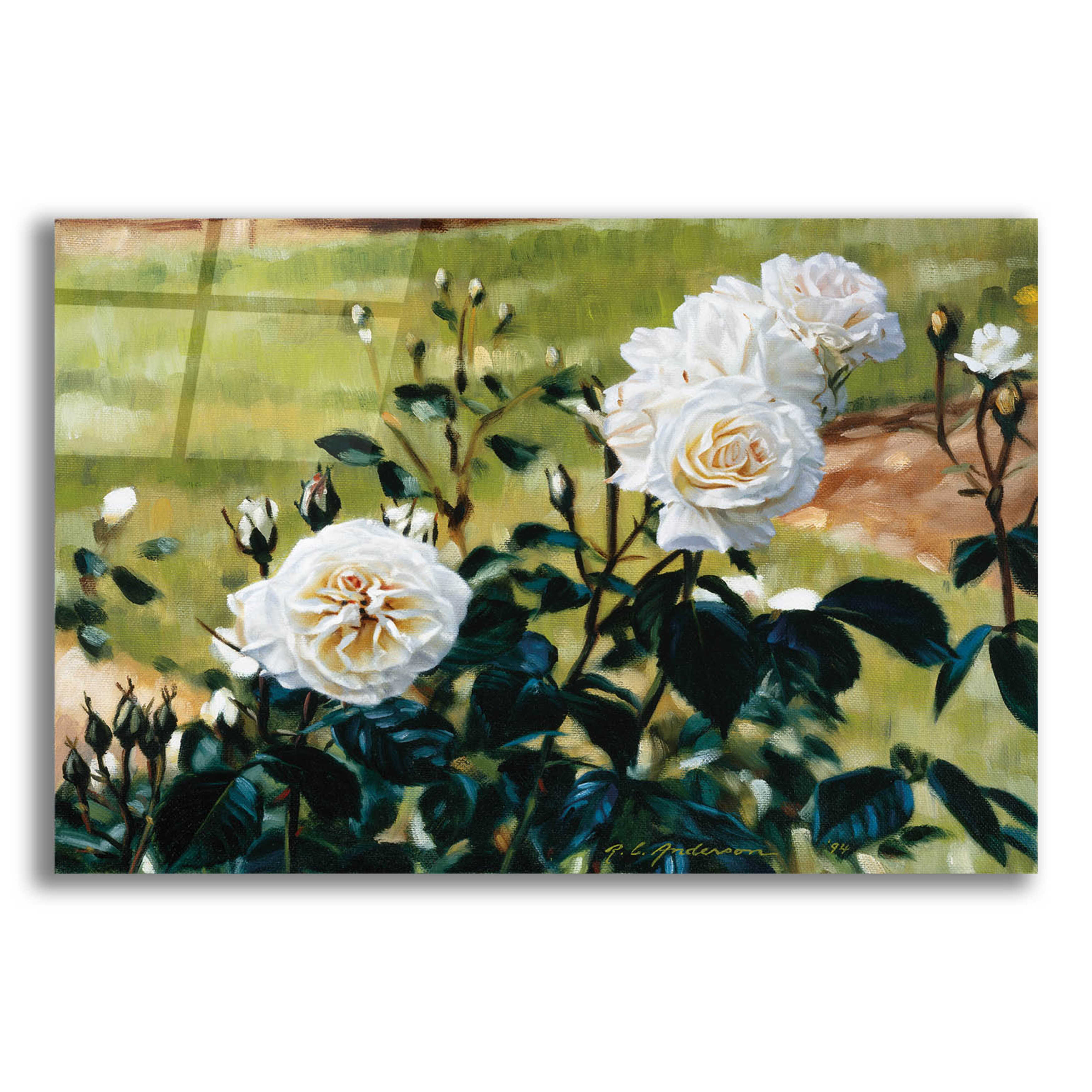House of Hampton® Epic Art 'White Roses' By Robin Anderson, Acrylic ...