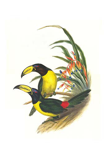 Buyenlarge 'Lettered Aracari' by John Gould Graphic Art | Wayfair