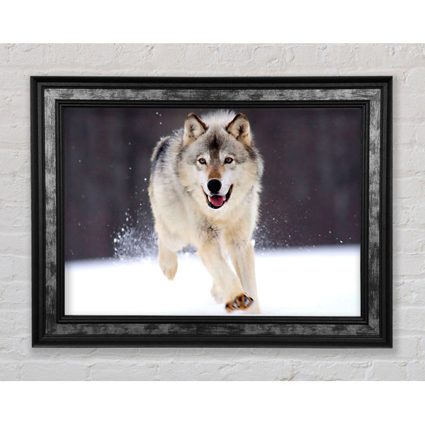 Bright Star Grey Wolf Minnesota - Single Picture Frame Print | Wayfair ...