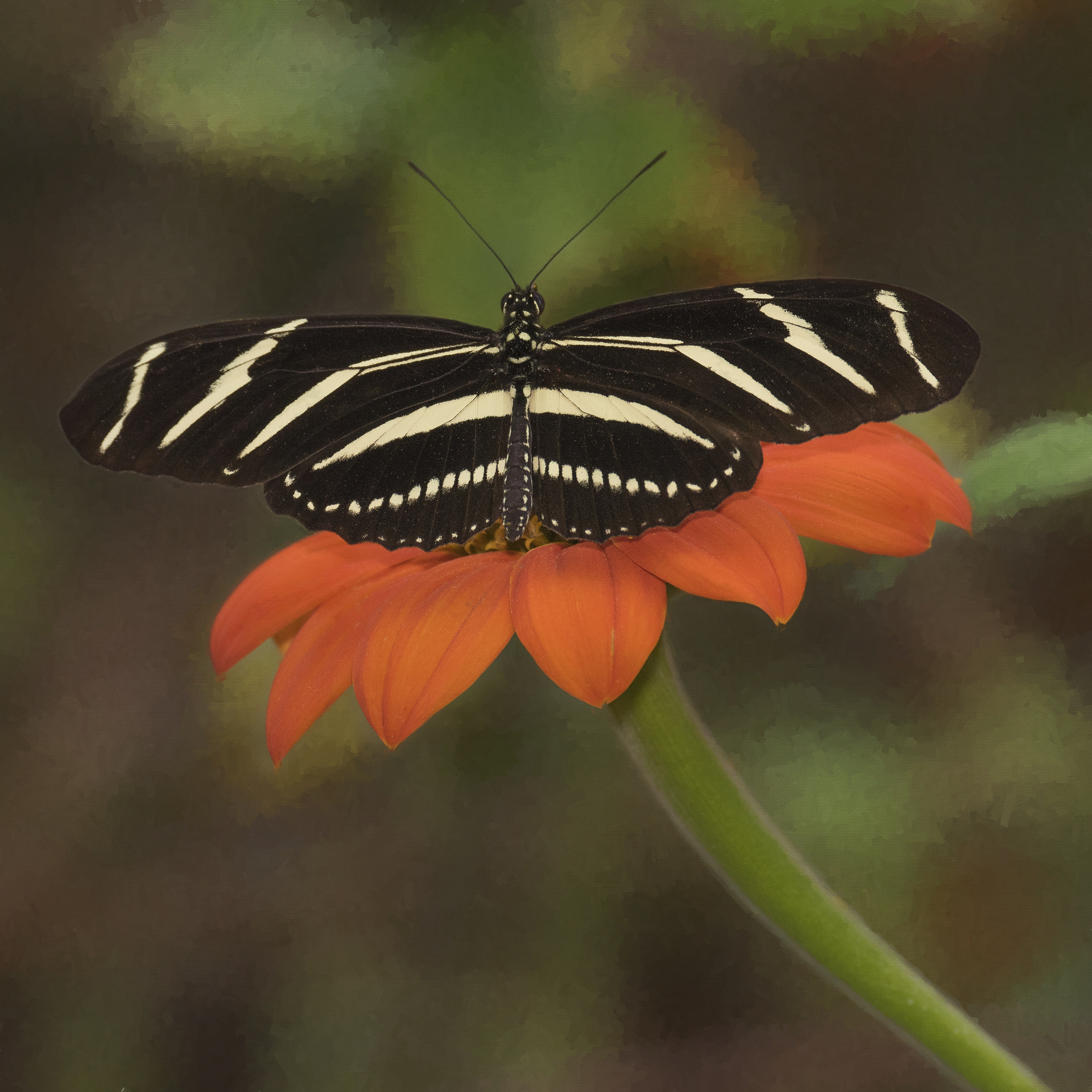 Gracie Oaks Butterfly Portrait VII - Wayfair Canada