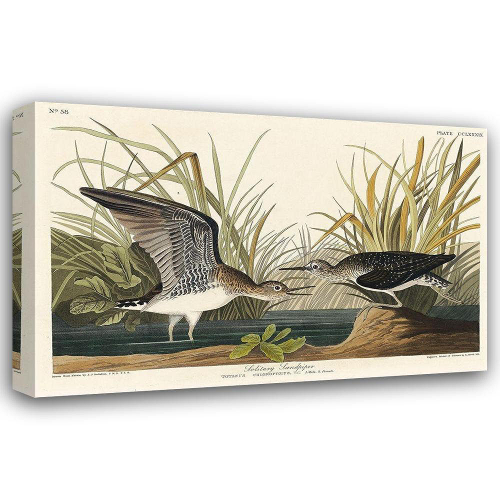 Alcott Hill® Audubon, John James Gallery, art sur toile tendue ...