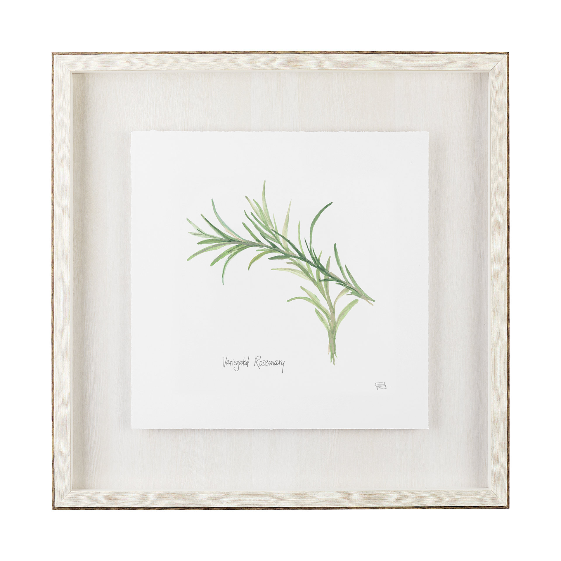 Red Barrel Studio® Variegated Rosemary V2 Framed On Paper Print | Wayfair