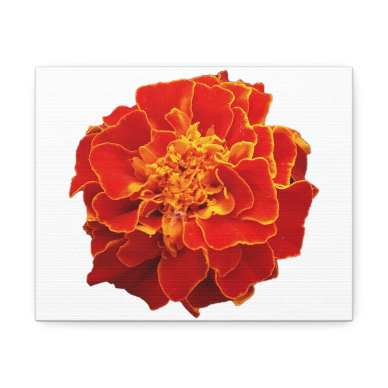 Hokku Designs Red Yellow Flower Thin - Unframed Graphic Art | Wayfair