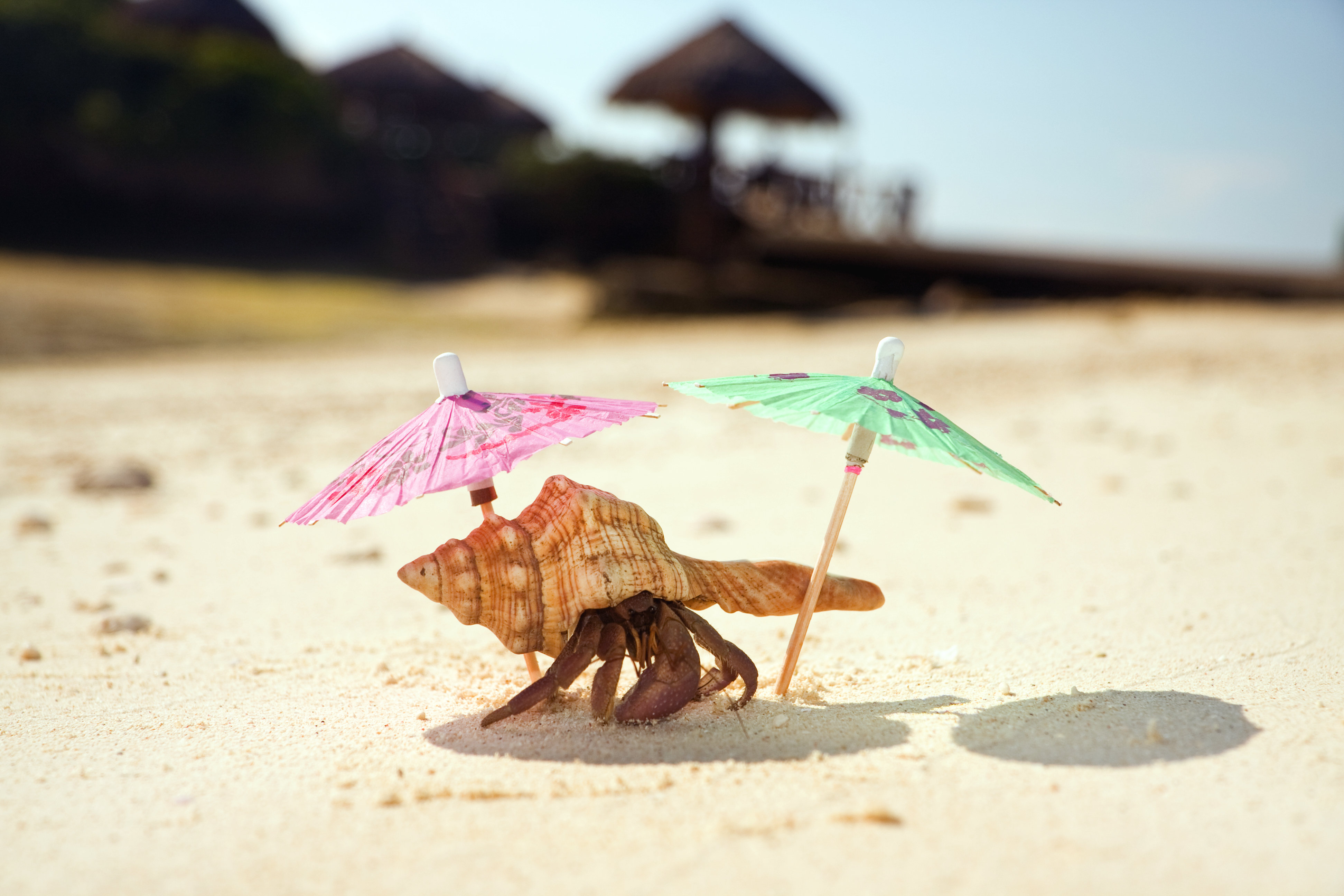 Highland Dunes Hermit Crab Beach by Robertkacpura - Wrapped Canvas ...