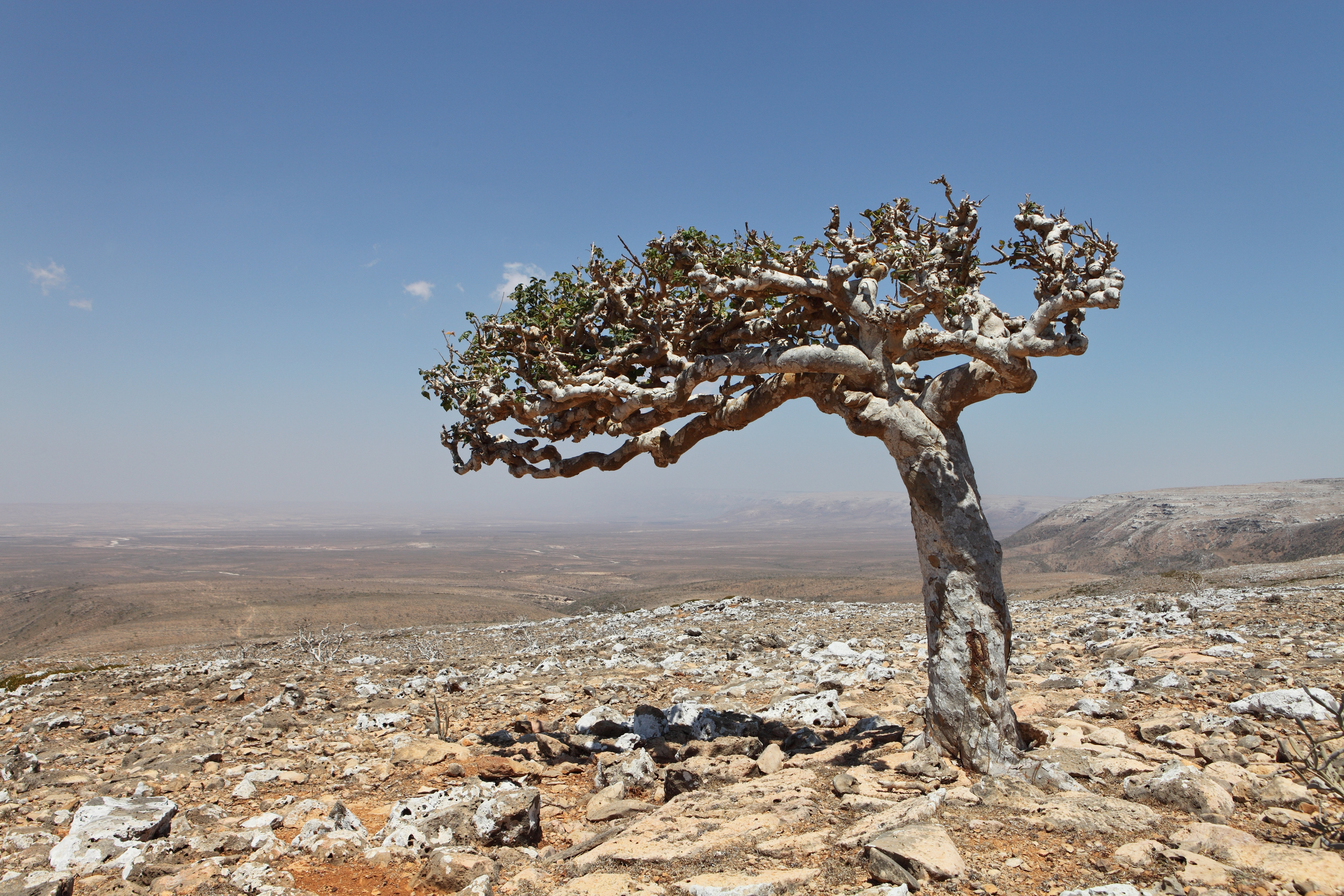 Union Rustic Boswellia Tree In Desert - Wayfair Canada